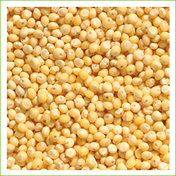 MILLET (HULLS ON ) 1K ORGANIC SM – Nature Sante